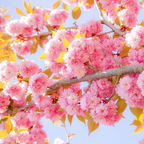 [DIRECTLY FROM THE manufacturer/New genuine product] Ballpoint pen ...